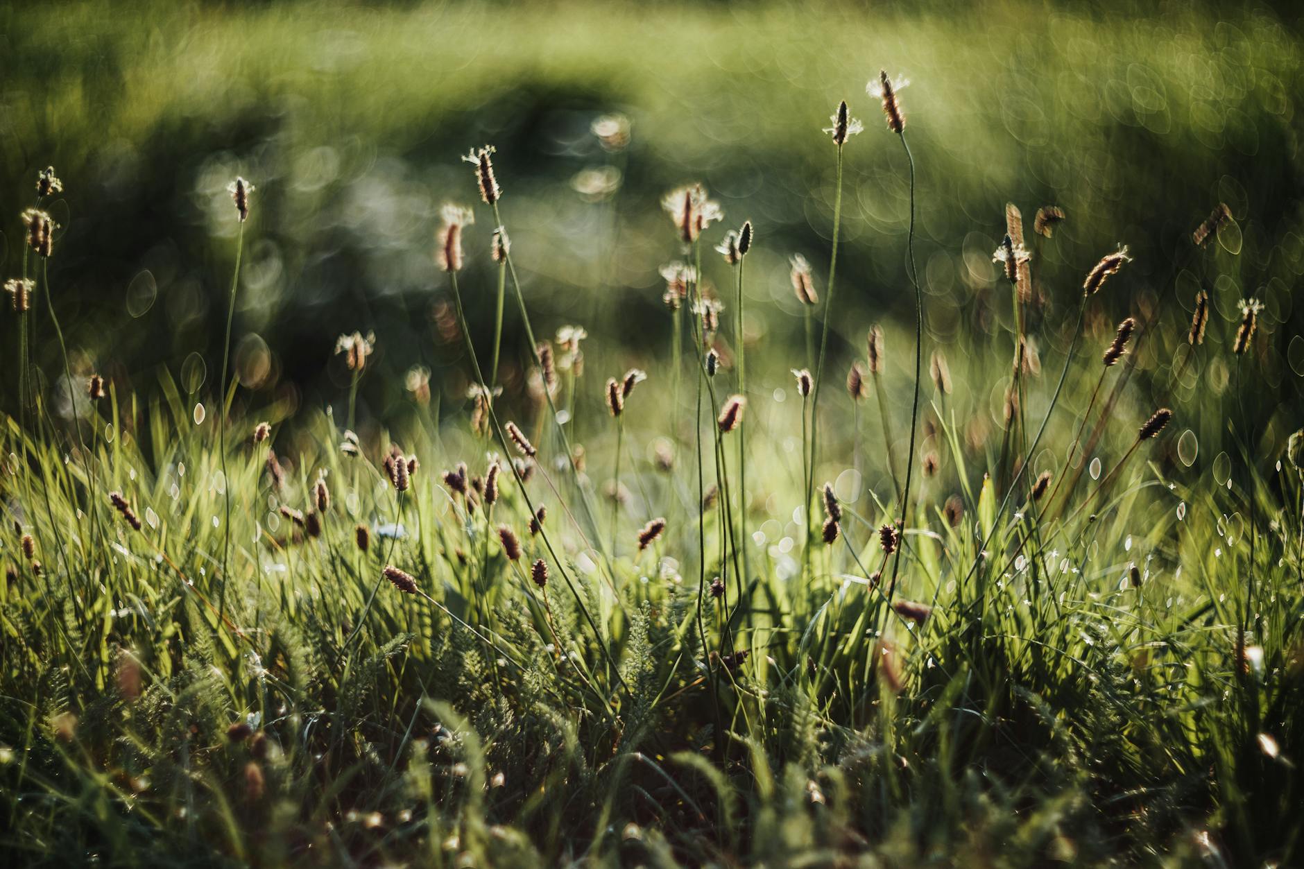 Understanding "Shonky" Practices - CentroQMS